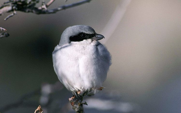 Alcaudón común | Características, hábitat, alimentación, reproducción