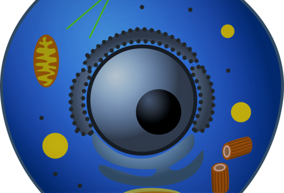 Quiasma | Qué es, definición, significado, función | Óptico