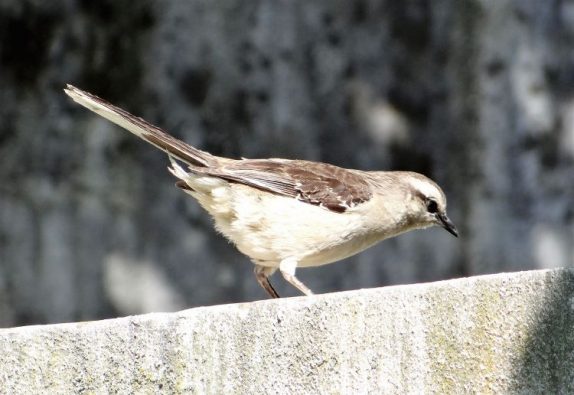 Calandria | Características, hábitat, reproducción, alimentación | Ave