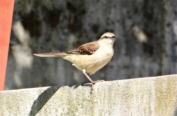 Calandria | Características, hábitat, reproducción, alimentación | Ave
