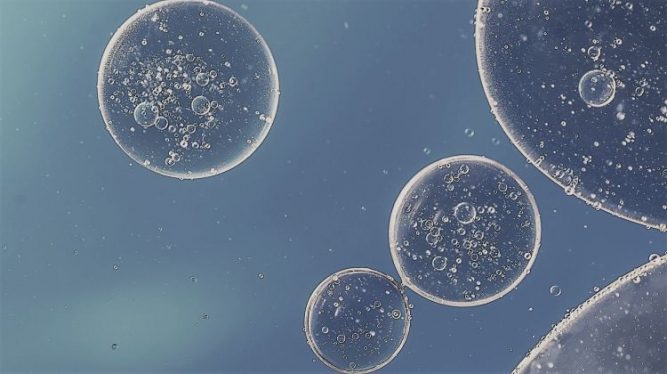 Reino protista | Qué es, información, miembros, organismos, detalles