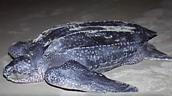 Tortuga laúd | Características, hábitat, reproducción, amenazas