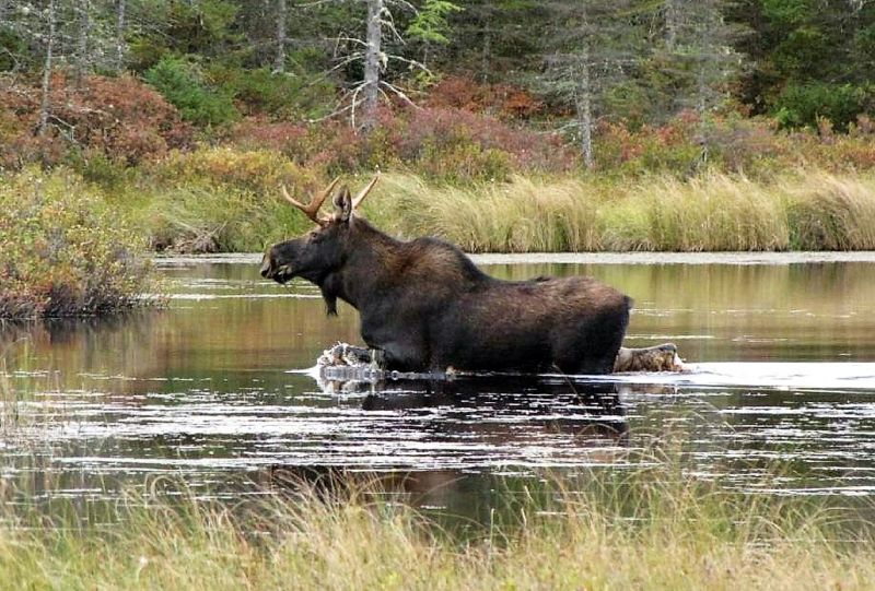 Alce | Características, hábitat, reproducción, comportamiento | Animal