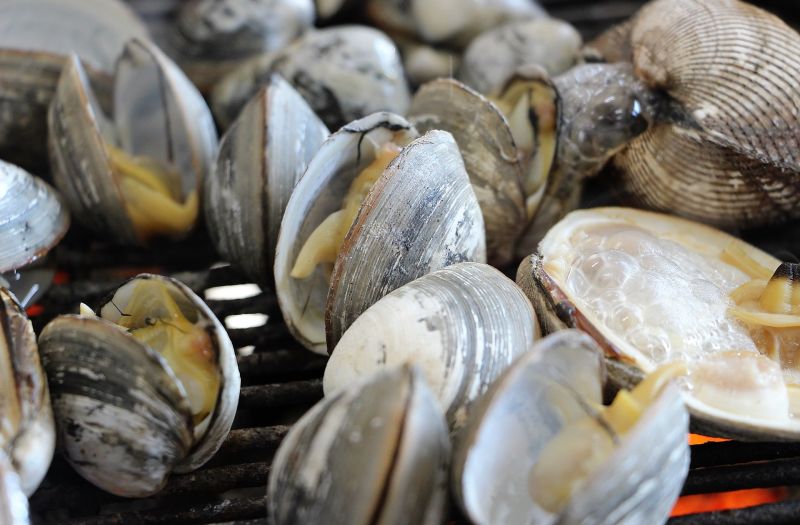 Almeja | Características, reproducción, hábitat, alimentación, usos