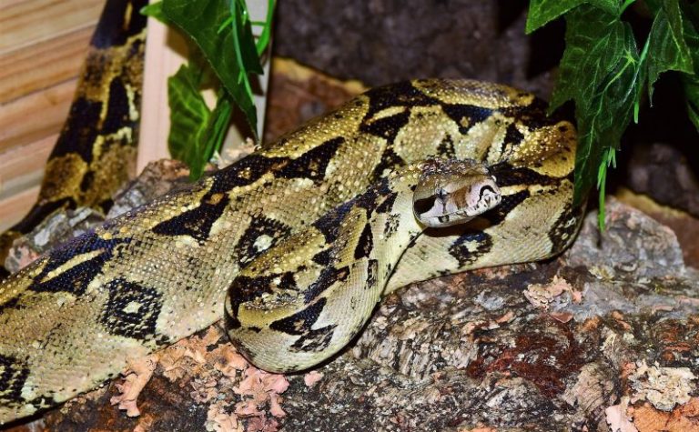 Boa constrictor | Características, reproducción, comportamiento | Serpiente