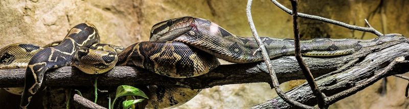 BOA CONSTRICTOR | LA FAUNA SALVAJE