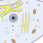 Periplasma | Qué es, composición, función, importancia, dónde está