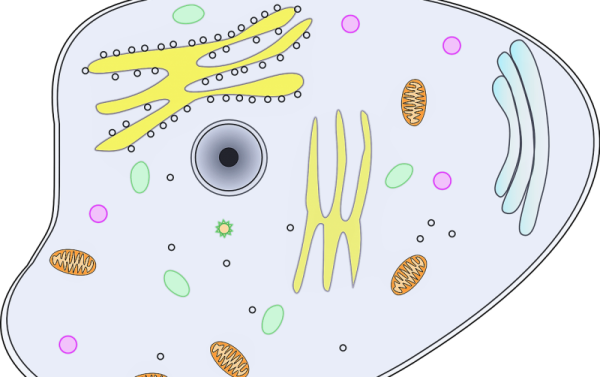 Cariocinesis | Qué es, definición, función, etapas, importancia