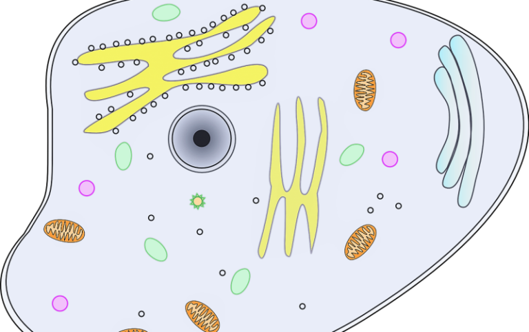 Célula vegetal | Qué es, descripción, partes, funciones