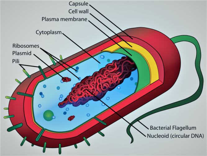 Protoplasto | Qué es, cómo se obtiene, usos