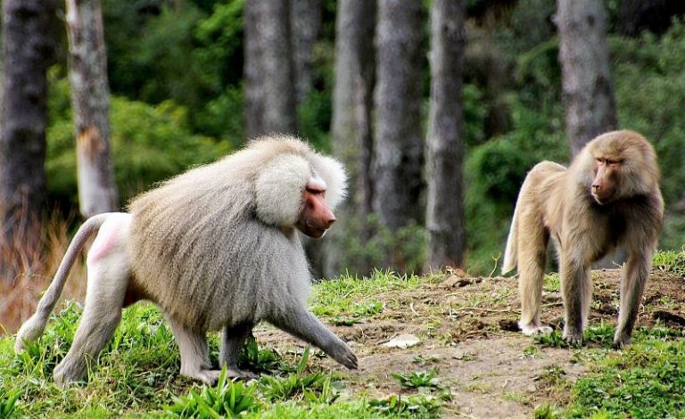 Babuino | Características, hábitat, alimentación, reproducción | Animal