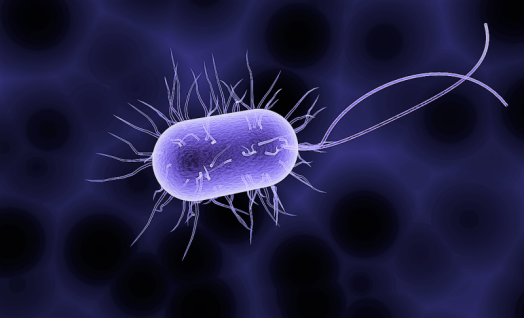 Fimbrias | Qué son, definición, características, función, consideraciones