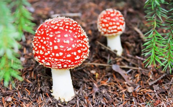 Saprofitos | Qué son, definición, ejemplos | Hongos, animales, organismos