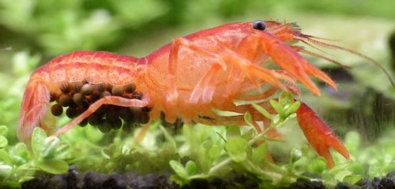 Acociles | Qué son, descripción, características, uso gastronómico