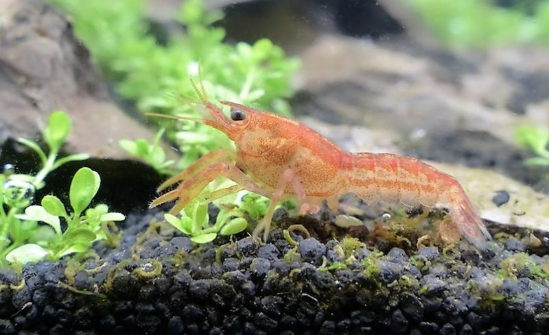 Acociles | Qué son, descripción, características, uso gastronómico