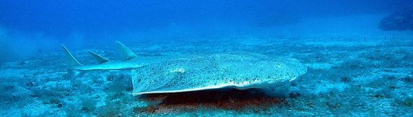 Angelote | Características, hábitat, comportamiento, reproducción | Pez