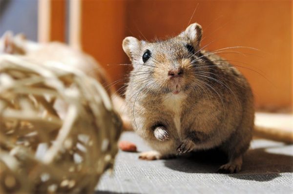 Jerbo | Características, alimentación, comportamiento | Animal, mascota