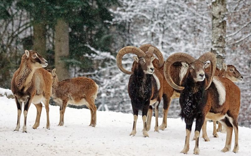 Heterótrofos | Qué son, descripción, clasificación, ejemplos | Animales