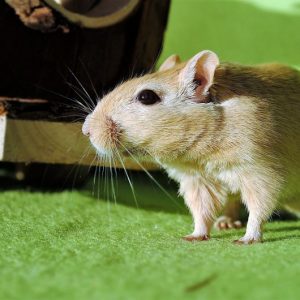 Animales | Tu web del mundo animal