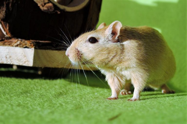 Jerbo | Características, alimentación, comportamiento | Animal, mascota