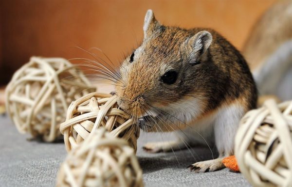 Jerbo | Características, alimentación, comportamiento | Animal, mascota