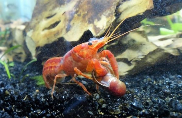 Acociles | Qué son, descripción, características, uso gastronómico