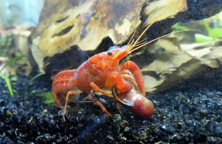 Acociles | Qué son, descripción, características, uso gastronómico