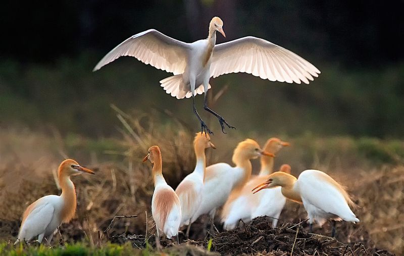 Heterótrofos | Qué son, descripción, clasificación, ejemplos | Animales