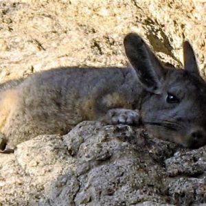 Coipo | Características, alimentación, reproducción, hábitat | Animal