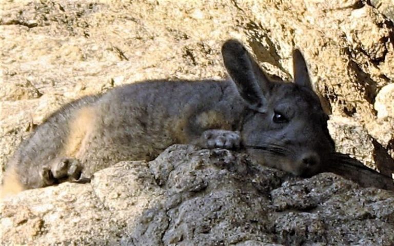 Vizcacha | Características, hábitat, alimentación | Chilena, Argentina ...