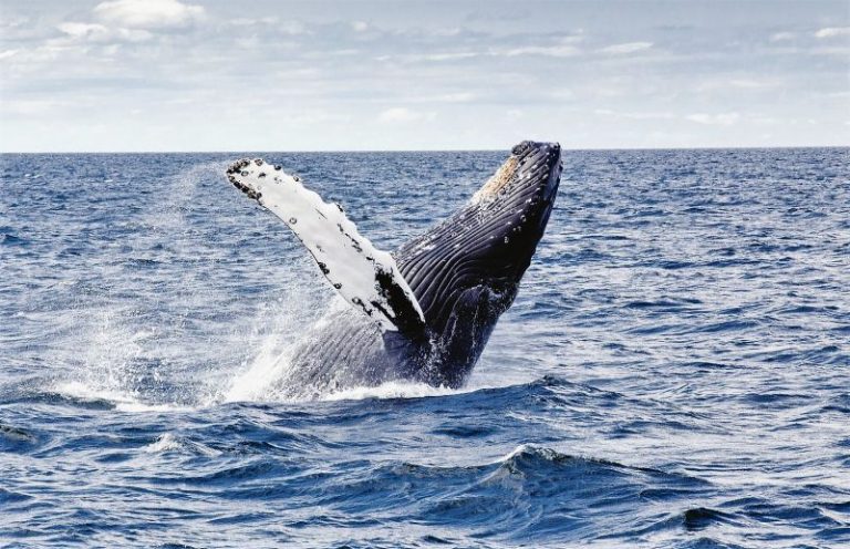 Ballena beluga | Características, hábitat, alimentación, reproducción ...