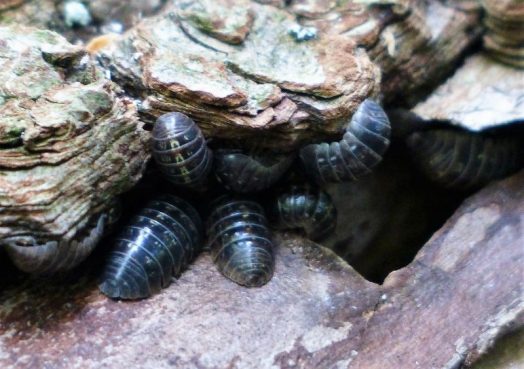 Bicho bola | Qué es, características, alimentación, hábitat, reproducción