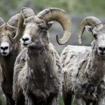 Animales | Tu web del mundo animal