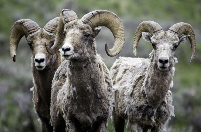 Borrego cimarrón | Características, hábitat, alimentación, extinción