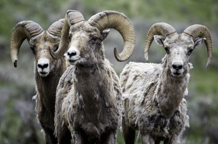 Borrego cimarrón | Características, hábitat, alimentación, extinción