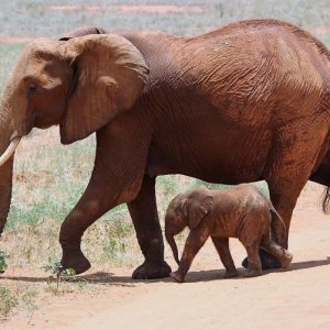 Elefante | Características, alimentación, reproducción, hábitat ...