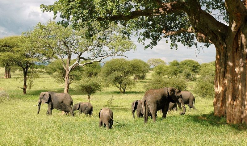 LA FAUNA SALVAJE
