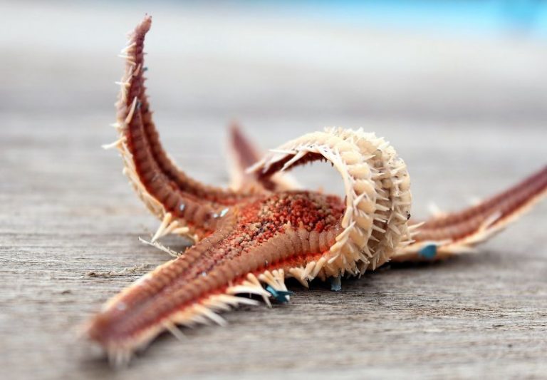 Estrella De Mar Qué Es Características Alimentación Hábitat