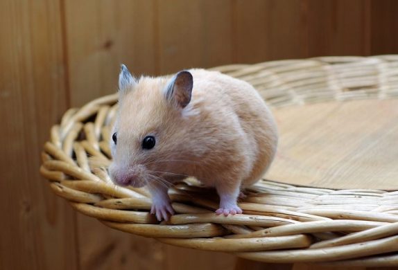 Hámster | Qué es, características, alimentación, reproducción, cuidados