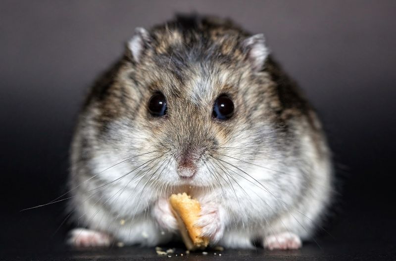Hámster | Qué es, características, alimentación, reproducción, cuidados