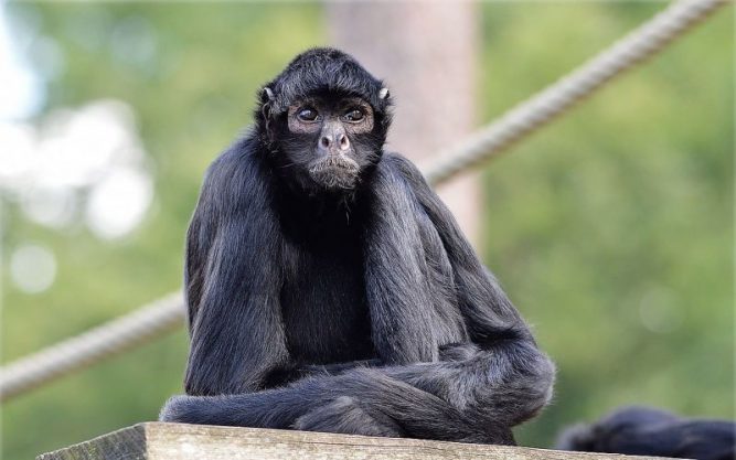 Mono araña | Características, hábitat, dónde vive, peligro de extinción