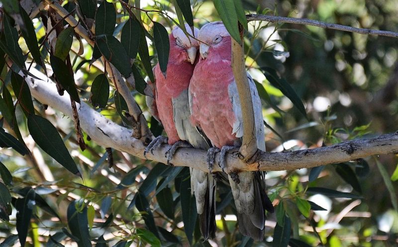 Cacatúa | Características, alimentación, reproducción, información | Ave