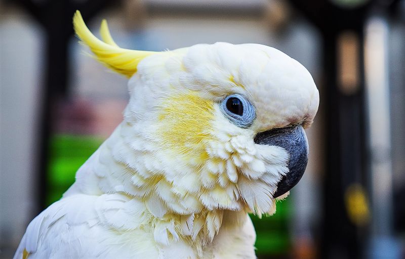 Cacatúa | Características, alimentación, reproducción, información | Ave