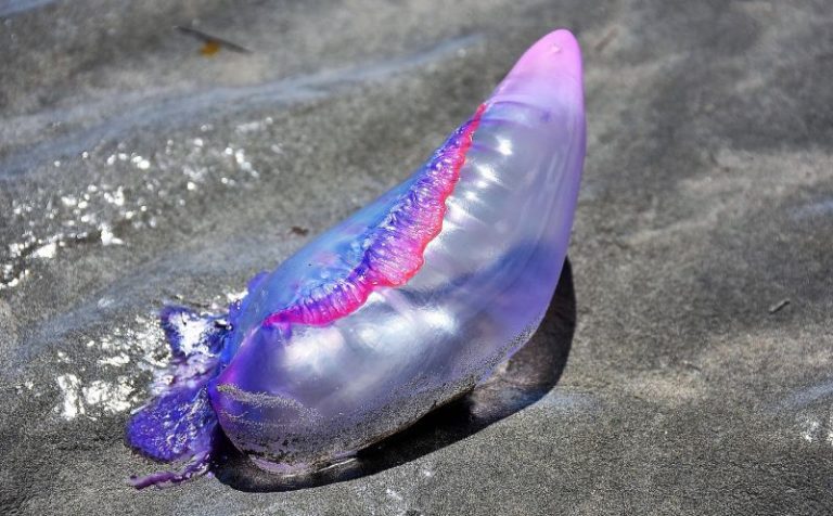 Carabela portuguesa | Qué es, características, picadura, hábitat | Medusa