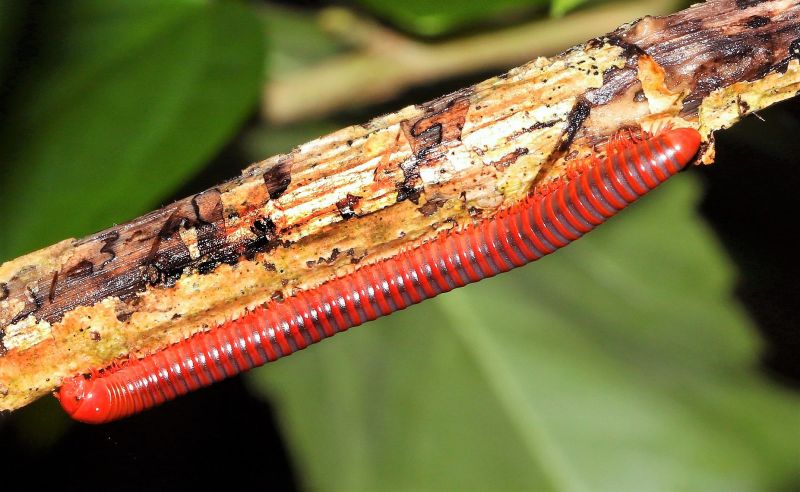 Milpiés | Qué es, características, reproducción, alimentación, información