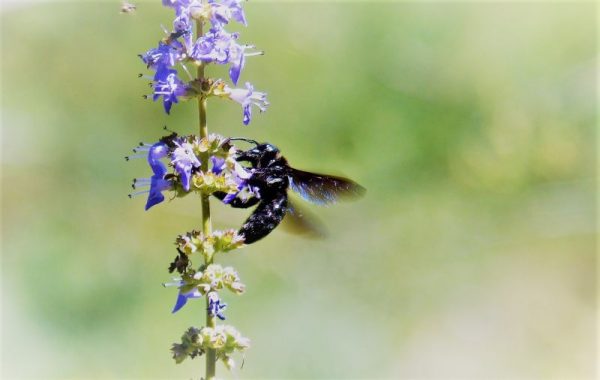 Zángano | Qué es, características, funciones, cuánto vive | Abeja