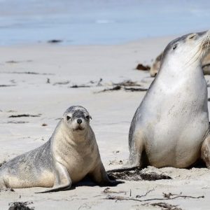 Foca monje | Características, alimentación, reproducción, hábitat ...