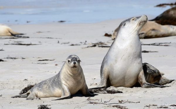 Foca | Características, hábitat, reproducción, alimentación, información