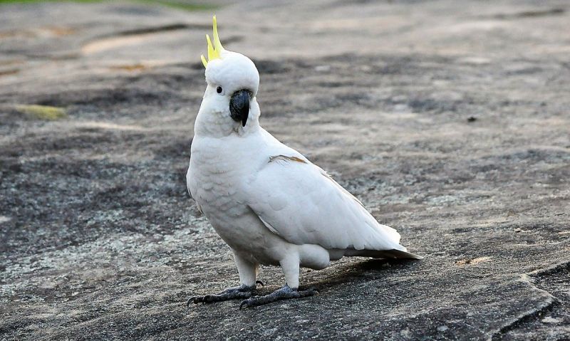Cacatúa | Características, alimentación, reproducción, información | Ave