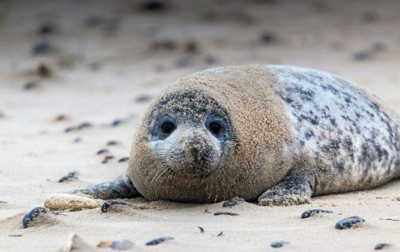 Foca | Características, hábitat, reproducción, alimentación, información